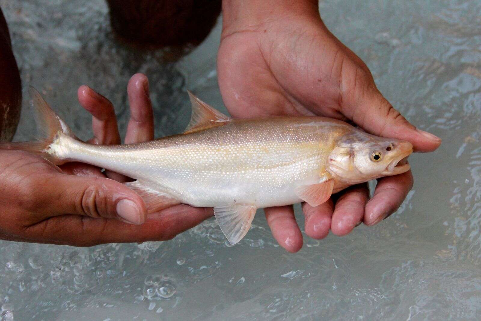 Declining levels at Lake Powell increase risk to humpback chub ...
